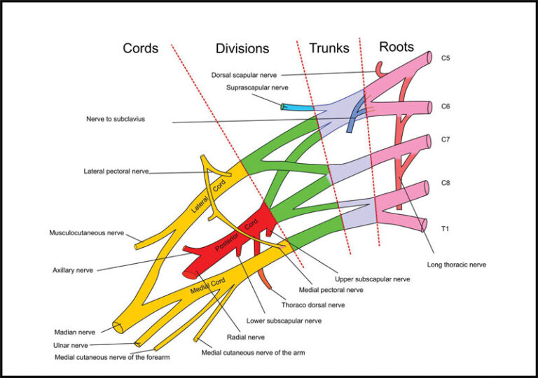 Brachial Plexus & Nerve Surgery - Reconstructive Surgery Manchester